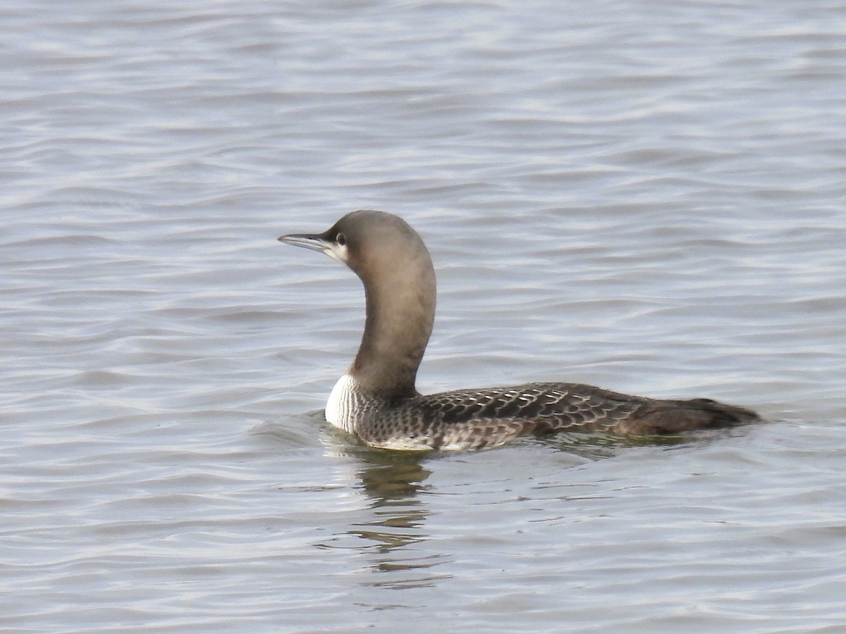 eBird Checklist - 16 Oct 2023 - Badger Lake - 21 species