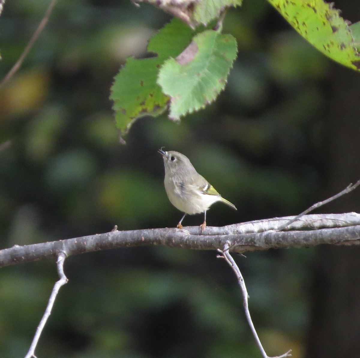 eBird Checklist - 17 Oct 2023 - Middle Run Natural Area - 37 species