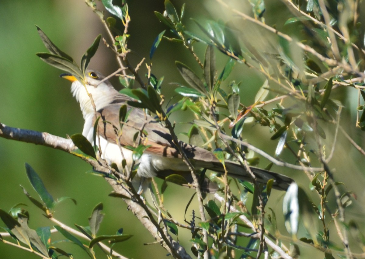 eBird Checklist - 15 Oct 2023 - ACE Basin NWR--Edisto Unit (partial ...