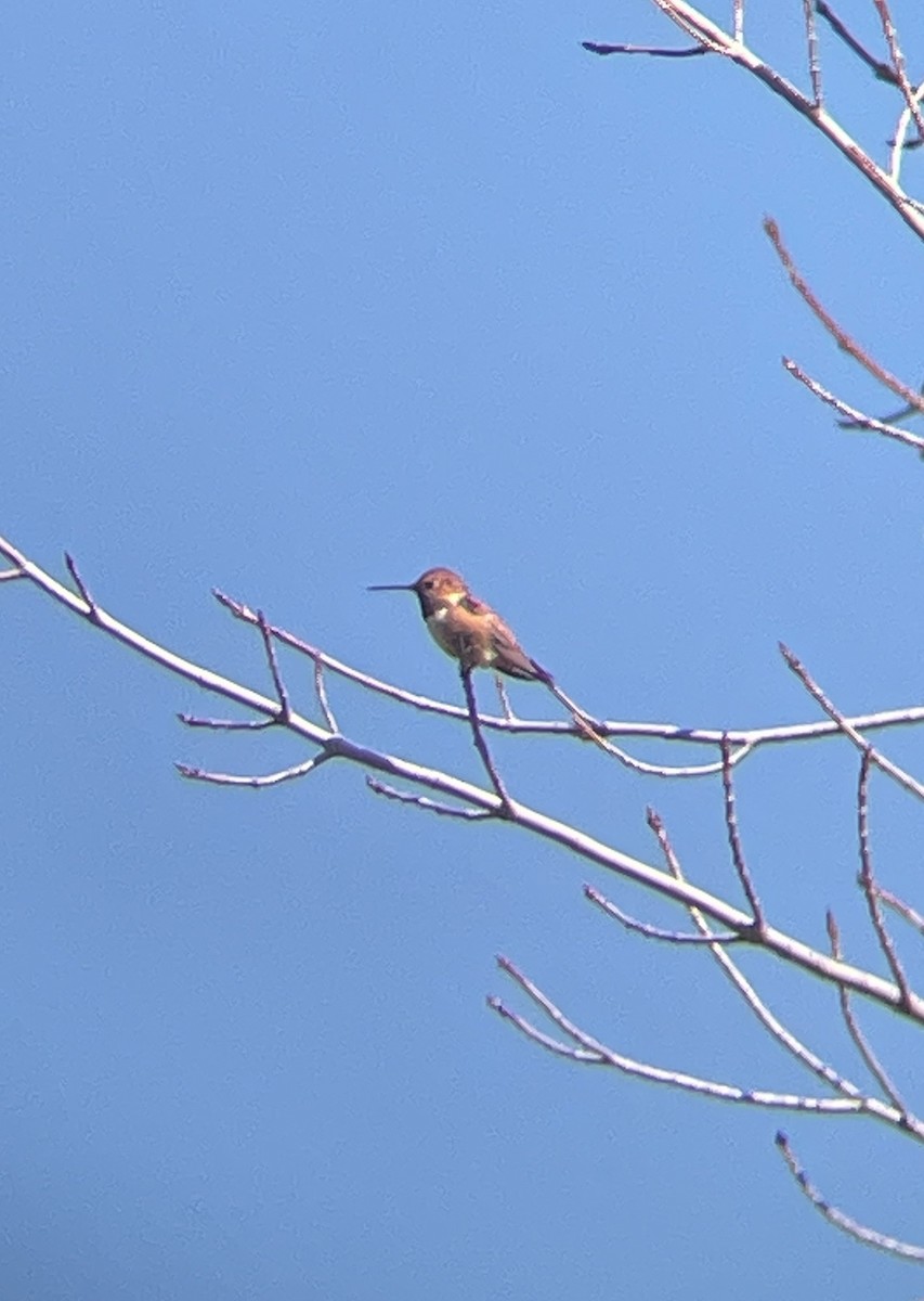 eBird Checklist - 17 Oct 2023 - Governor Nelson SP - 21 species