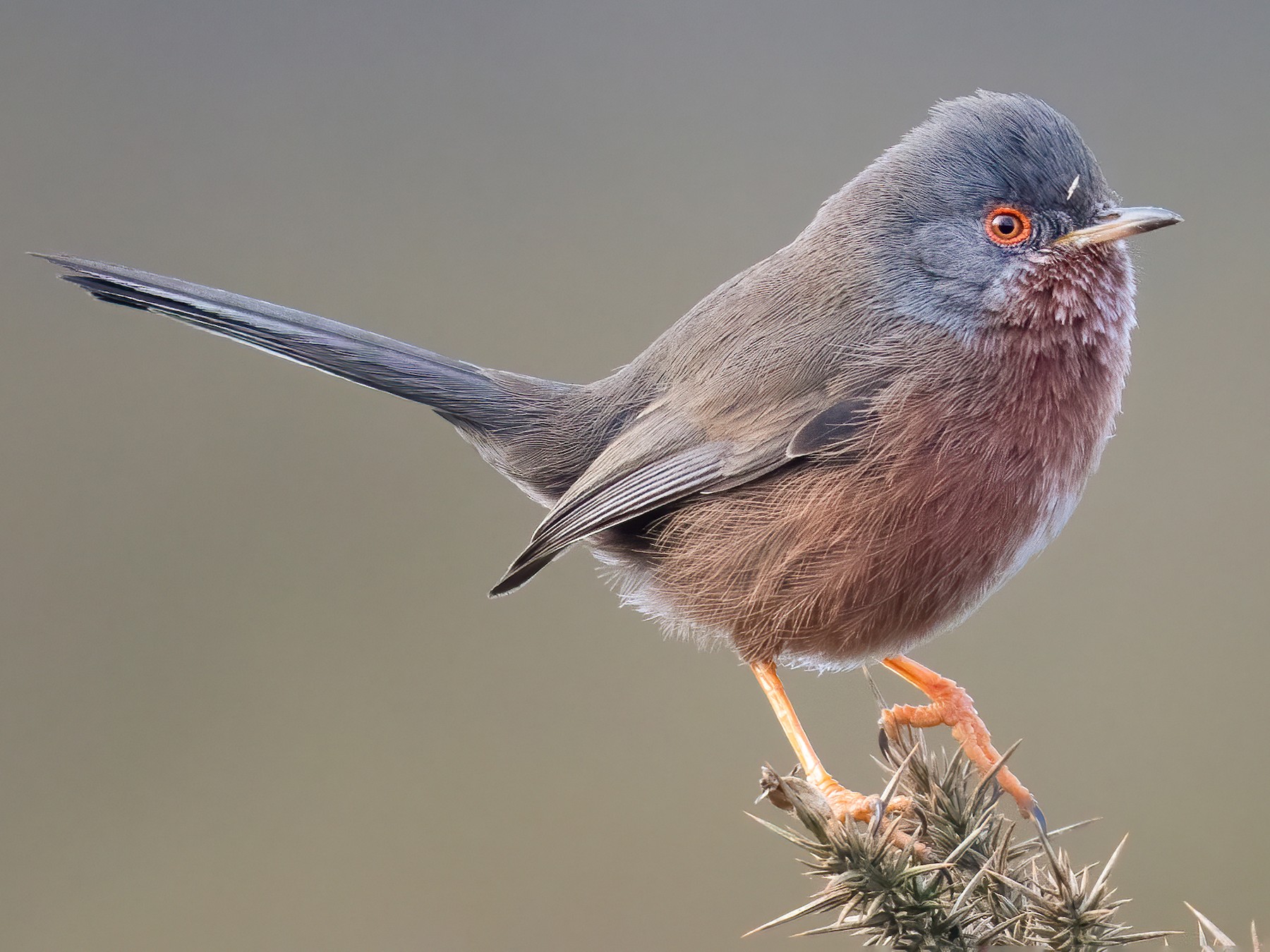 Dartford Warbler - eBird