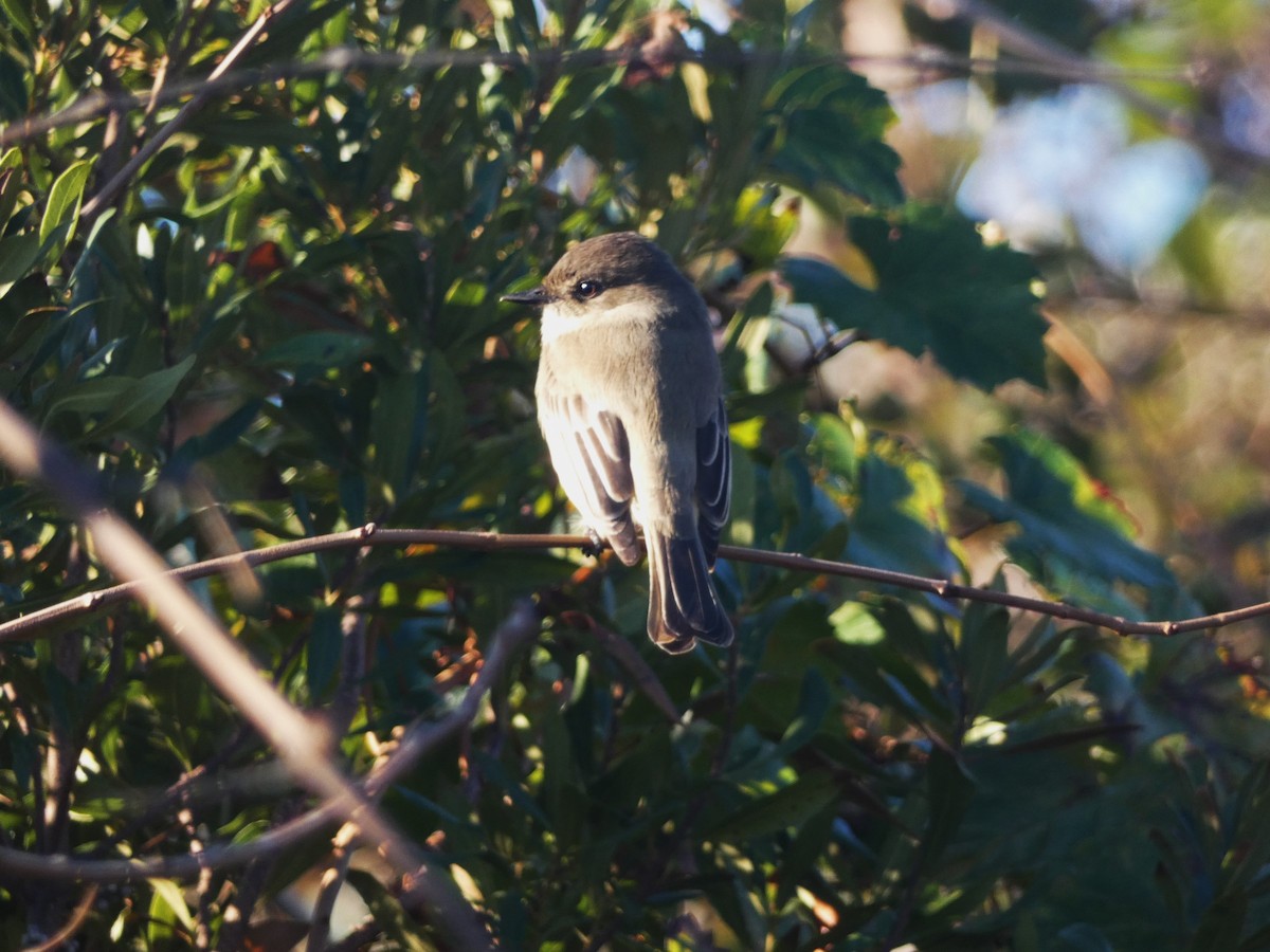 eBird Checklist - 17 Oct 2023 - **Back Bay NWR - 49 species