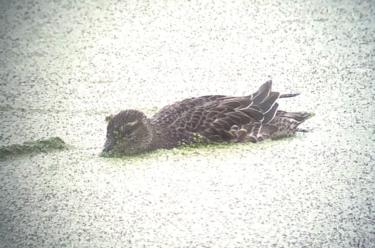 eBird Pacific Northwest Checklist - 17 Oct 2023 - Arcata Marsh and ...