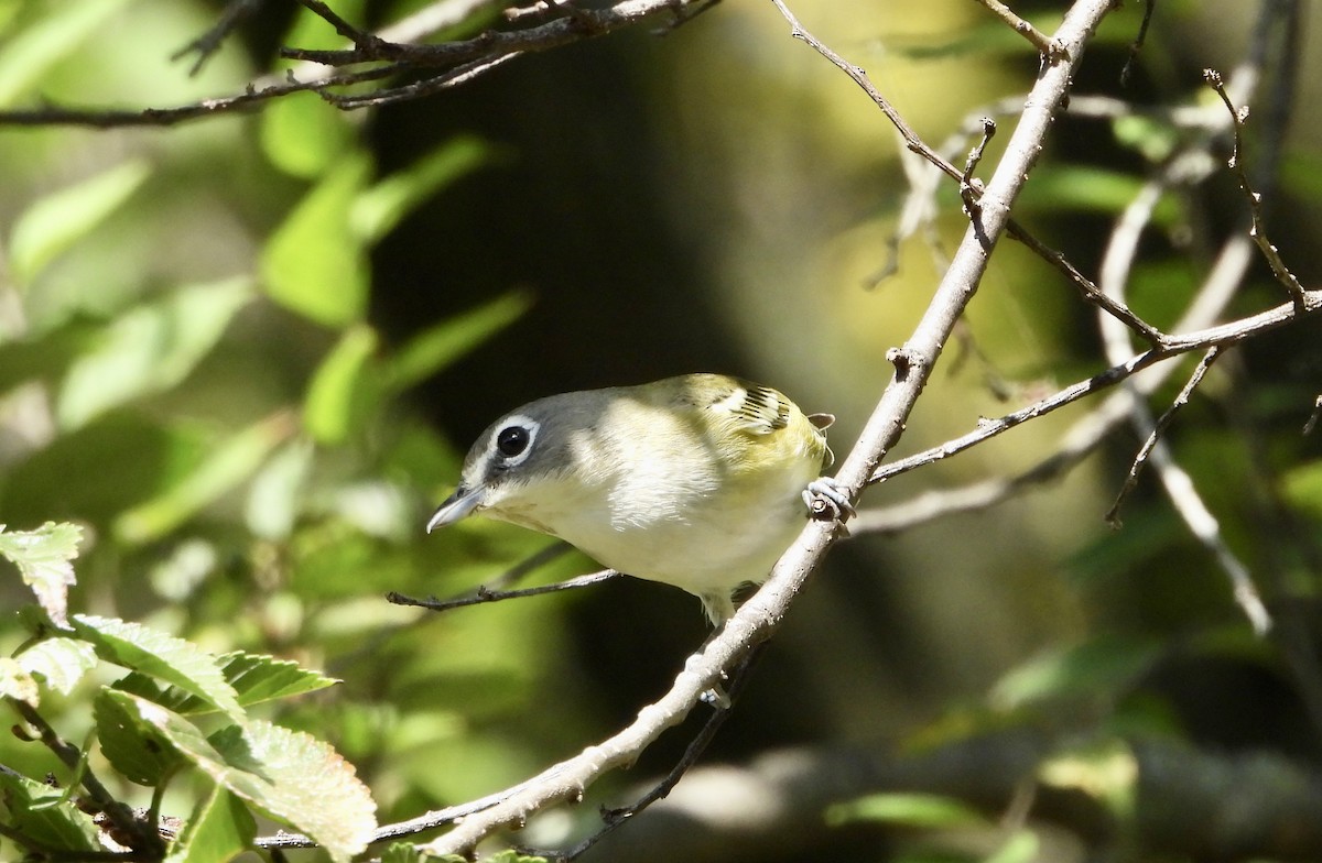 eBird Checklist - 17 Oct 2023 - Palmyra Cove Nature Park - 49 species