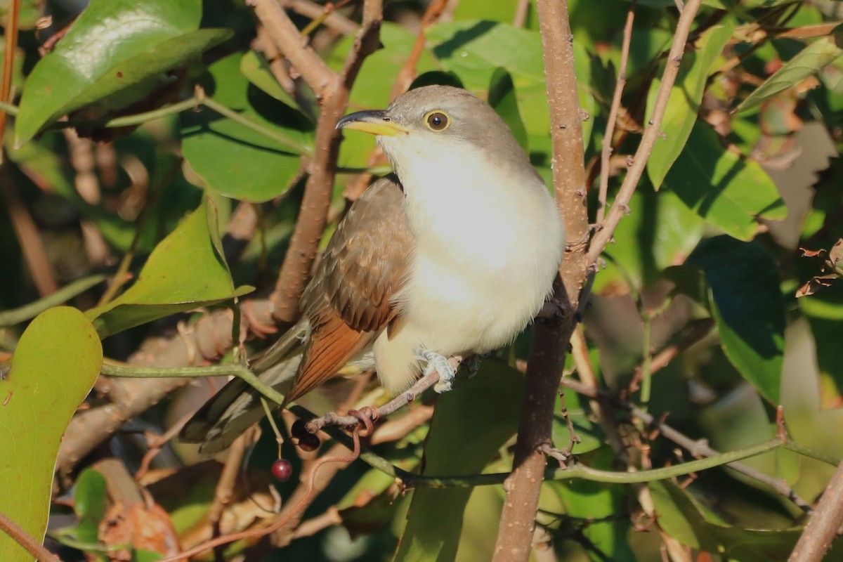eBird Checklist - 17 Oct 2023 - **Back Bay NWR - 65 species (+1 other taxa)