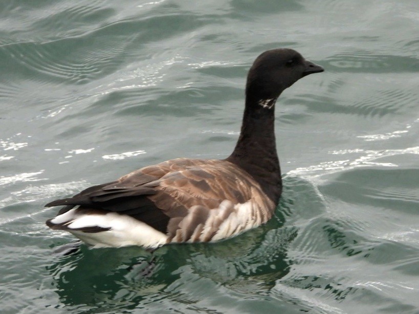 eBird Checklist - 17 Oct 2023 - Ontario Beach and Charlotte Pier - 10 ...