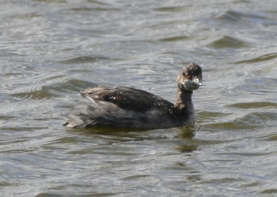 New Jersey eBird Checklist - 17 Oct 2023 - Edwin B. Forsythe NWR ...