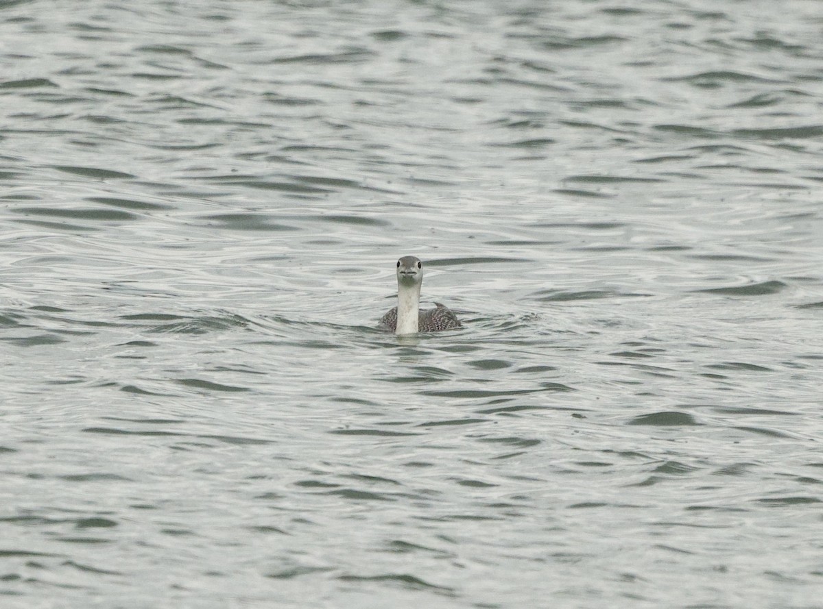 eBird Checklist - 17 Oct 2023 - Rachel Carson NWR--Timber Point Trail ...
