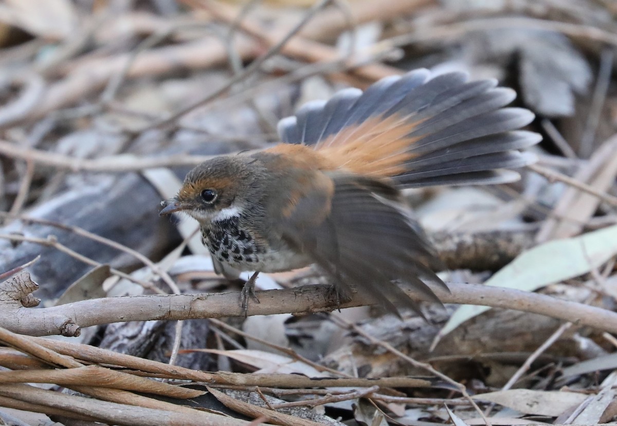 eBird Checklist - 18 Oct 2023 - Sandy Camp Road Wetlands - 61 species
