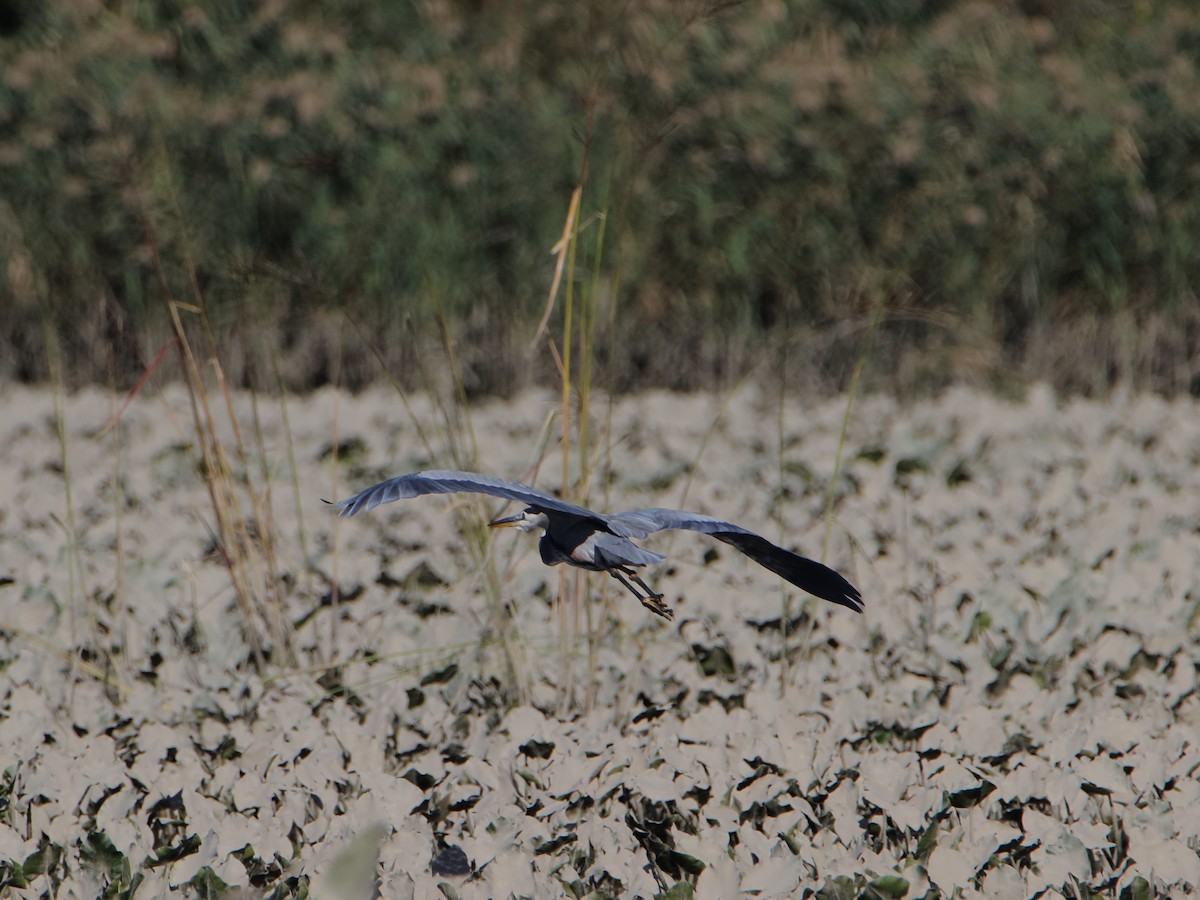eBird Checklist - 13 Oct 2023 - Kingston Point Rail Trail, Trolley ...