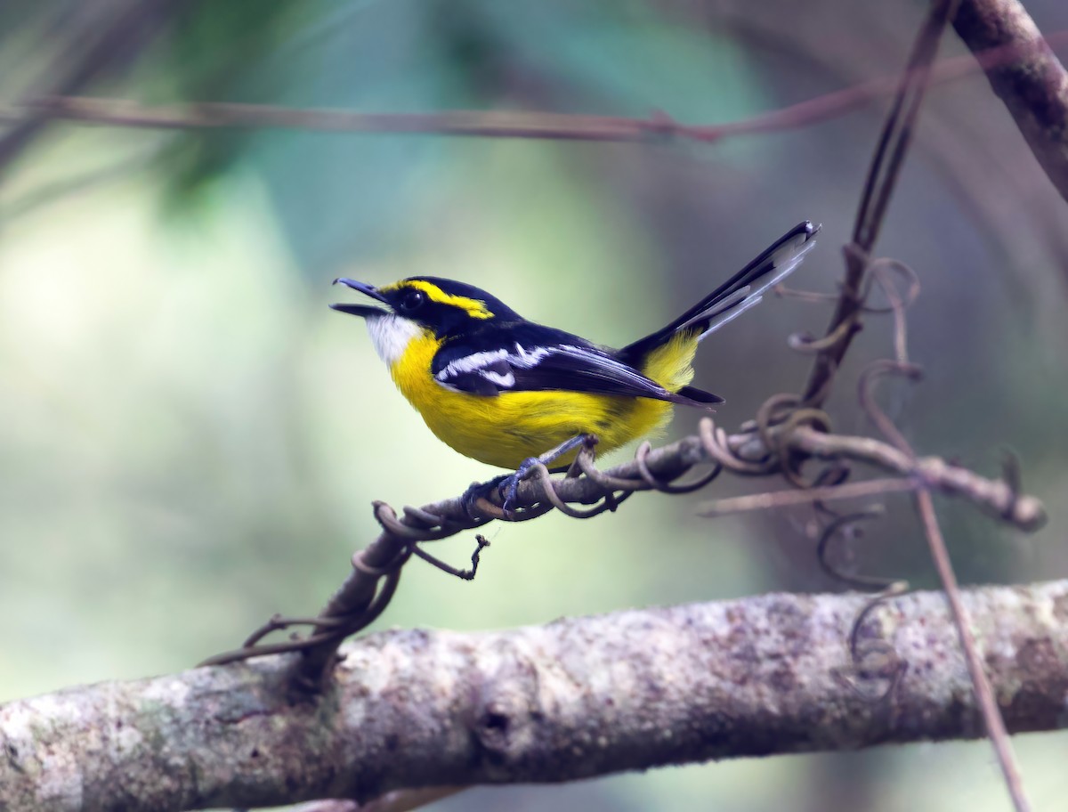 eBird Checklist - 18 Oct 2023 - Sides Rd, Julatten at -16.61806, 145. ...