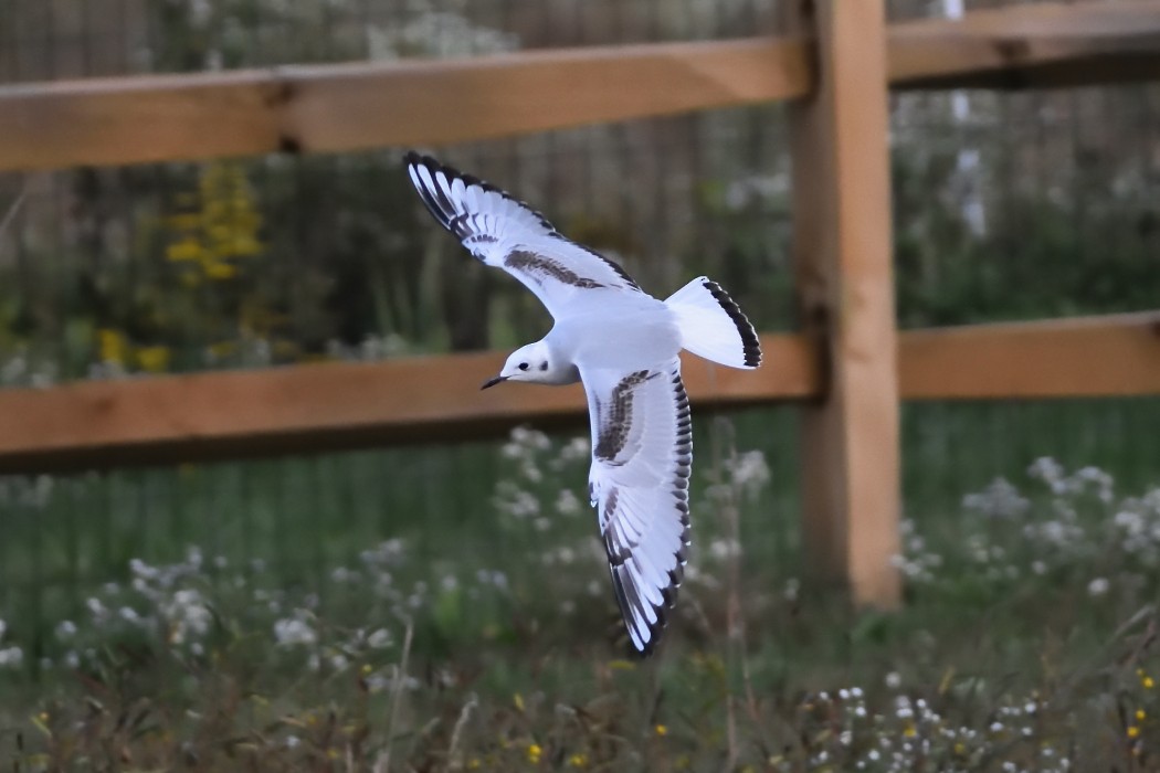 eBird Checklist - 17 Oct 2023 - Green Pond (flooded field, ponds and ...