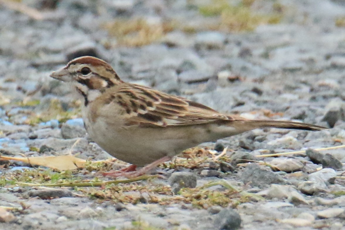eBird Checklist - 18 Oct 2023 - Allen's Meadows Park - 2 species