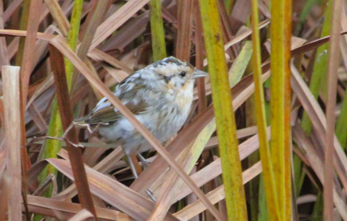 eBird Checklist - 18 Oct 2023 - Keith McLean CA - 26 species