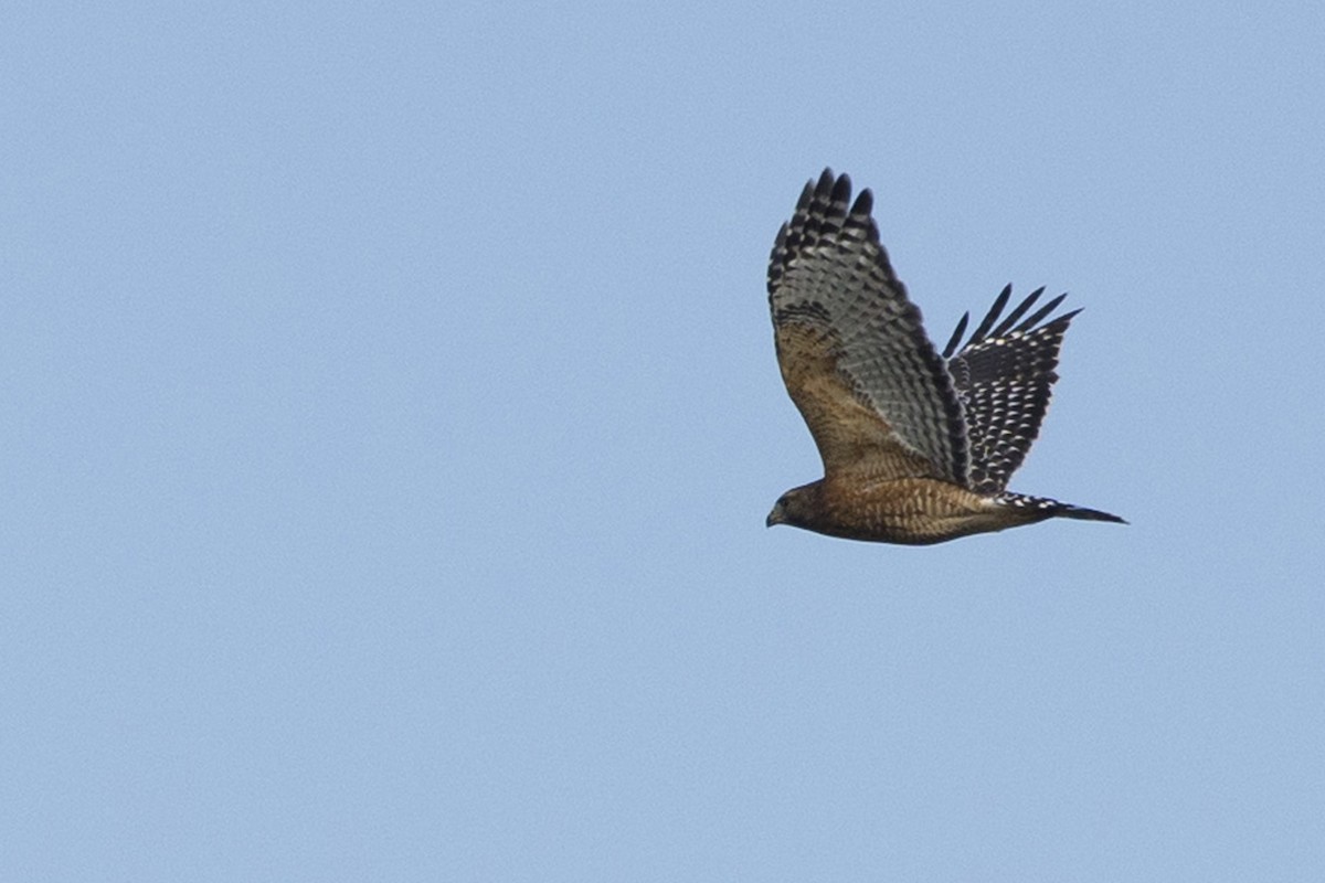 eBird Checklist - 18 Oct 2023 - Waterloo RA--Portage Lake Unit - 27 species