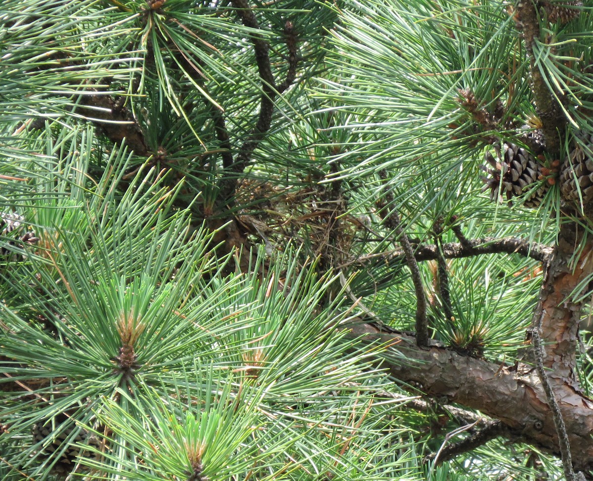 Virginia Breeding Bird Atlas Checklist - 12 Jun 2017 - Timber Ridge ...