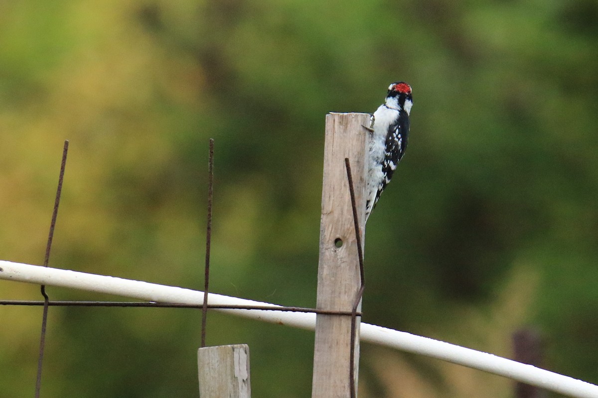eBird Checklist - 18 Oct 2023 - Allen's Meadows Park - 25 species