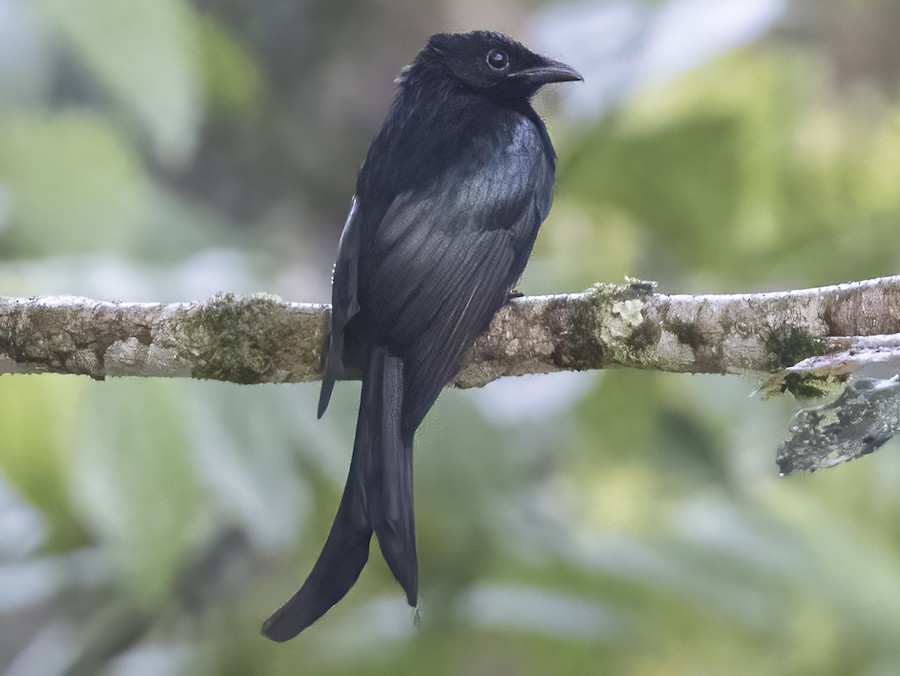 Sulawesi Drongo - eBird
