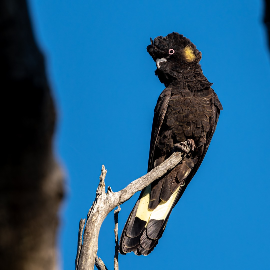eBird Australia Checklist - 19 Oct 2023 - Lysterfield Park--North-west ...