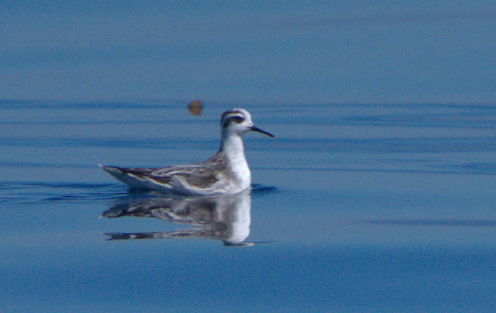 eBird Checklist - 7 Oct 2023 - offshore waters east of Catalina Island ...