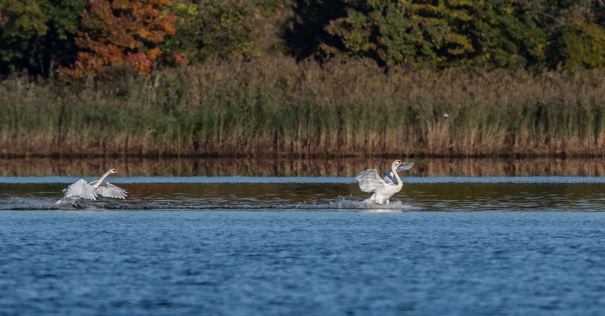 eBird Checklist - 17 Oct 2023 - Sandy Pond Outlet - 49 species (+1 ...