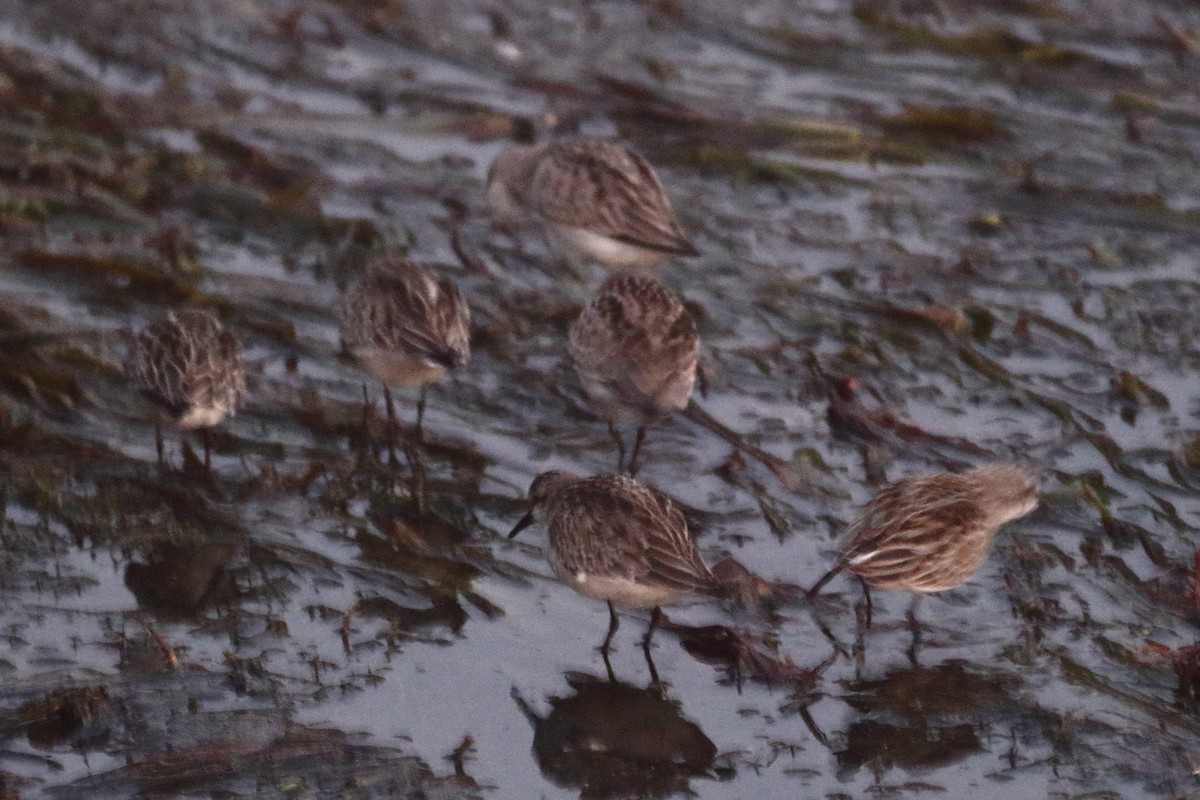 eBird Checklist - 19 Oct 2023 - Swan Harbor Farm Park - 39 species