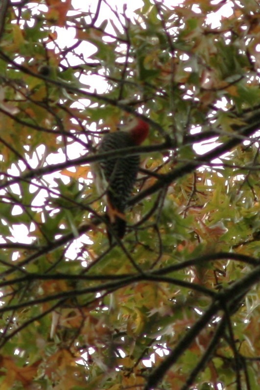 eBird Checklist - 19 Oct 2023 - Home (3804 Oxbow Dr, Camp Hill, PA USA ...