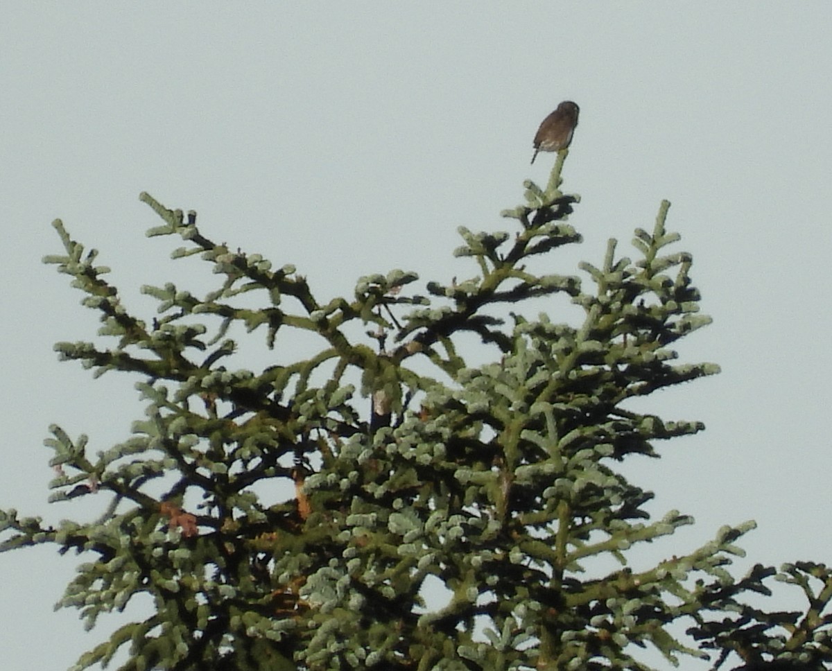 eBird Checklist - 19 Oct 2023 - Marys Peak - 14 species (+1 other taxa)