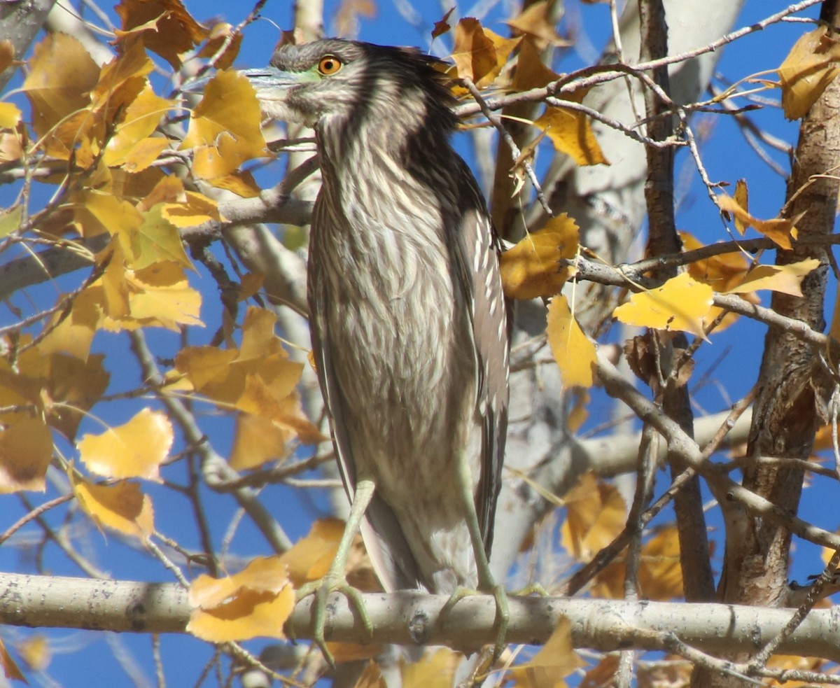 eBird Checklist - 19 Oct 2023 - Lake De Smet - 10 species (+2 other taxa)