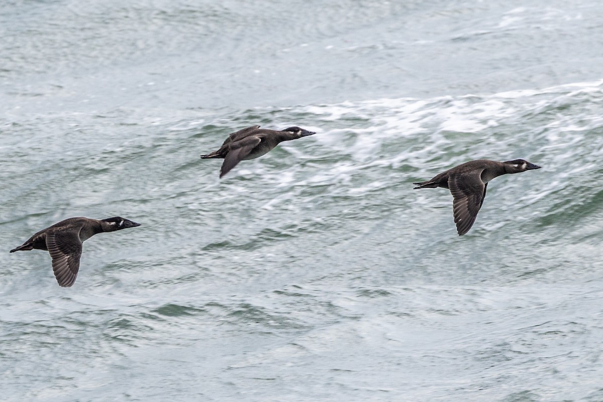 eBird Checklist - 19 Oct 2023 - Quai, Cap-à-l'Aigle - 11 species (+1 ...