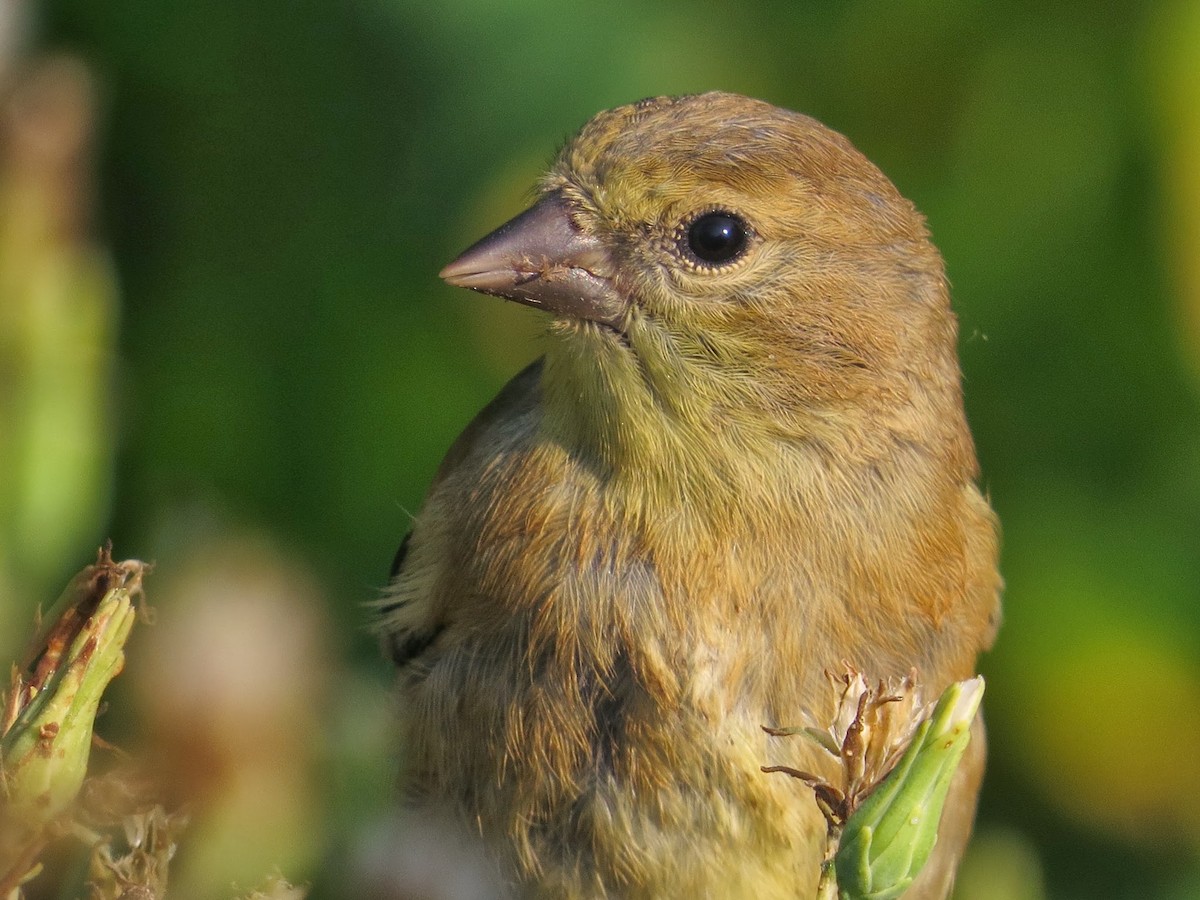 eBird Checklist - 1 Sep 2013 - Greenbelt Lake - Buddy Attick Lake Park ...