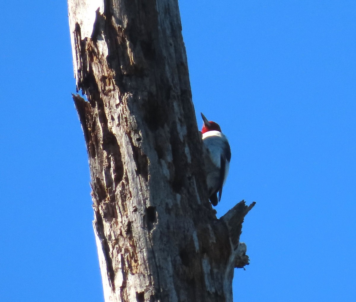 eBird Checklist - 19 Oct 2023 - serenity walk park - 24 species