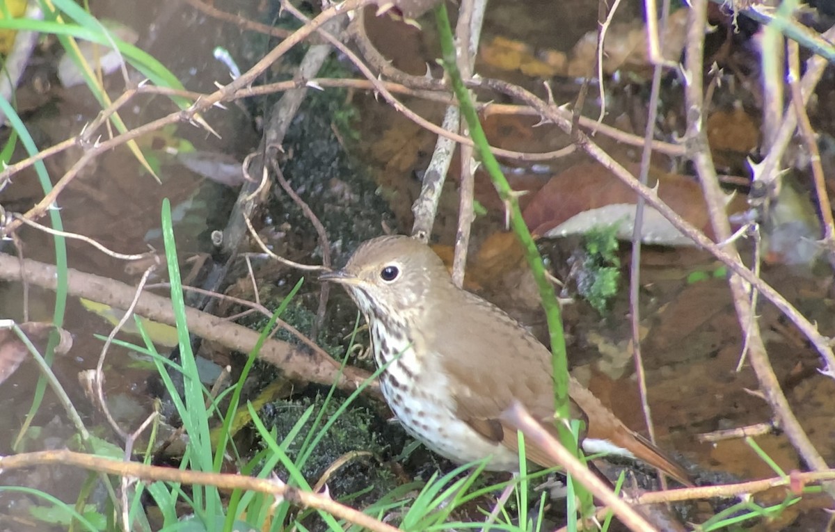 eBird Checklist - 19 Oct 2023 - Wissahickon Valley Park--Houston Meadow ...
