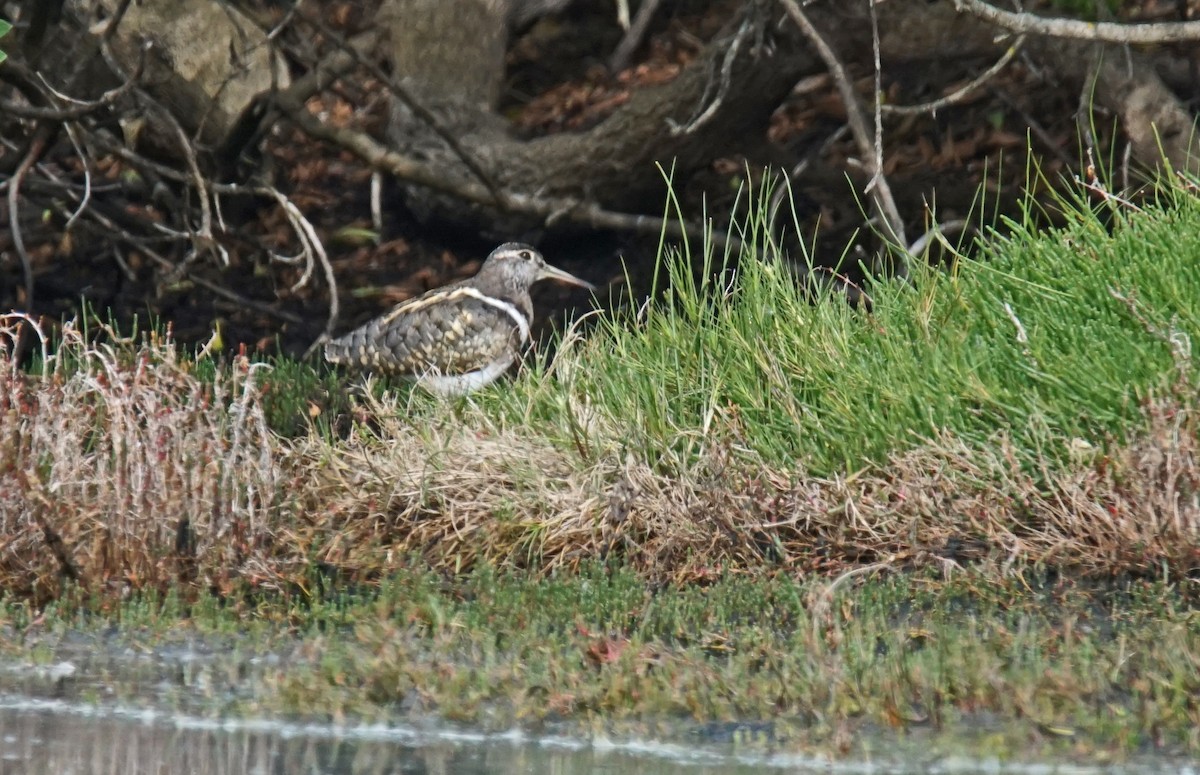 eBird Checklist - 20 Oct 2023 - Sandy Cove Conservation Reserve, Port ...