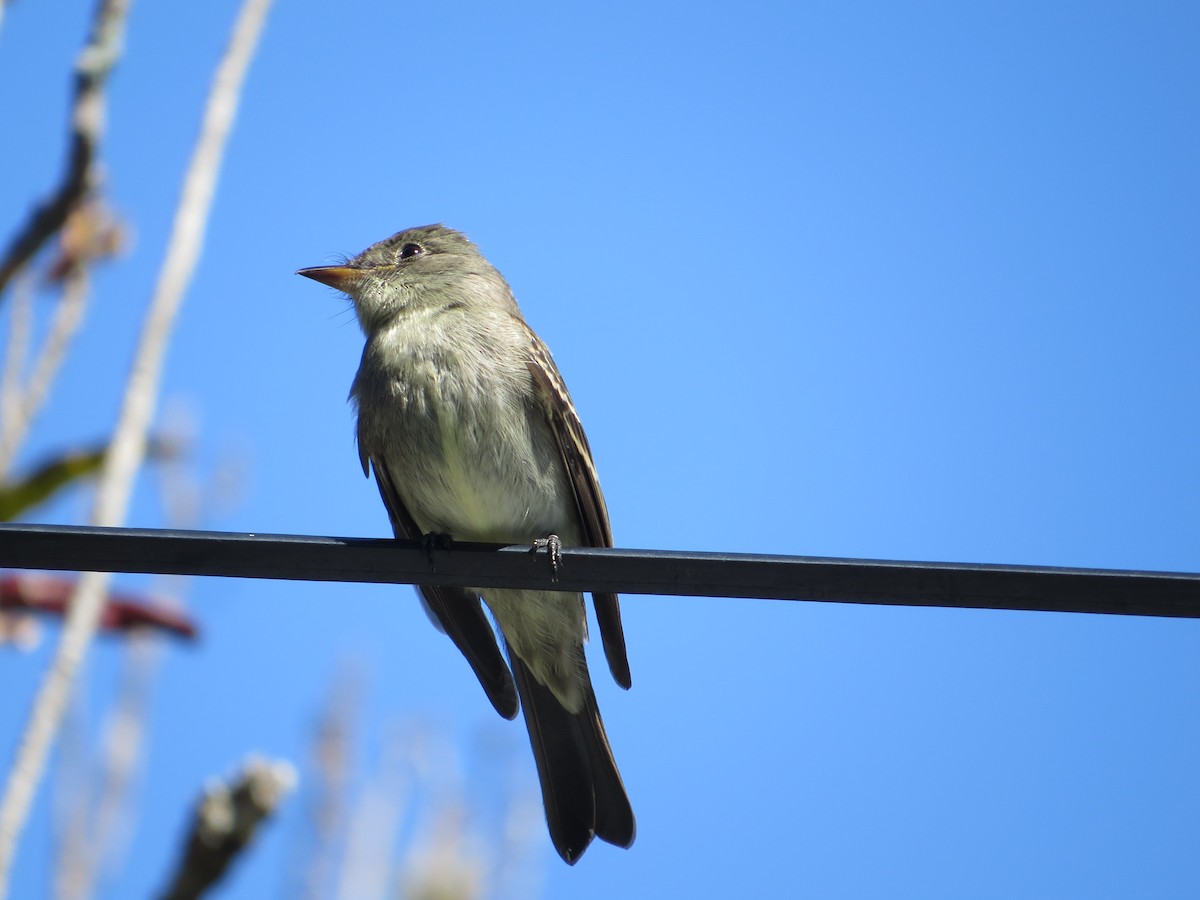 eBird Checklist - 17 Oct 2023 - Bob's Yard (Private) 307 78th Avenue ...