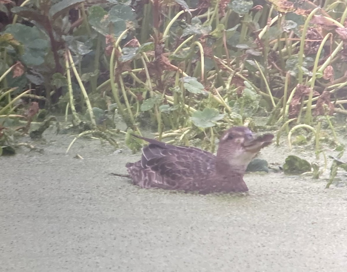 eBird Checklist - 18 Oct 2023 - Arcata Marsh--Allen Marsh - 38 species