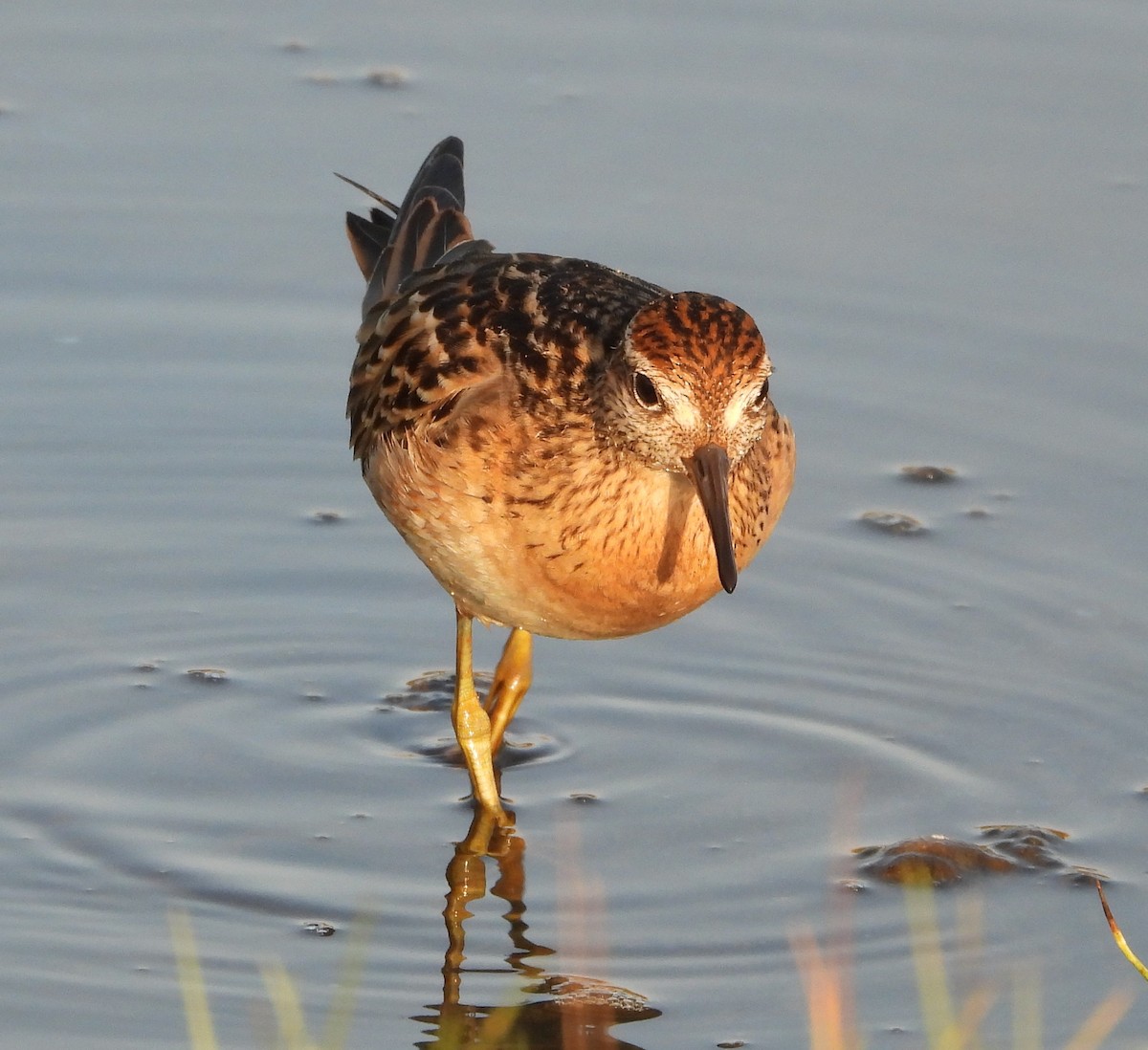 eBird Checklist - 20 Oct 2023 - Dunne Rd ephemeral wetland - 13 species