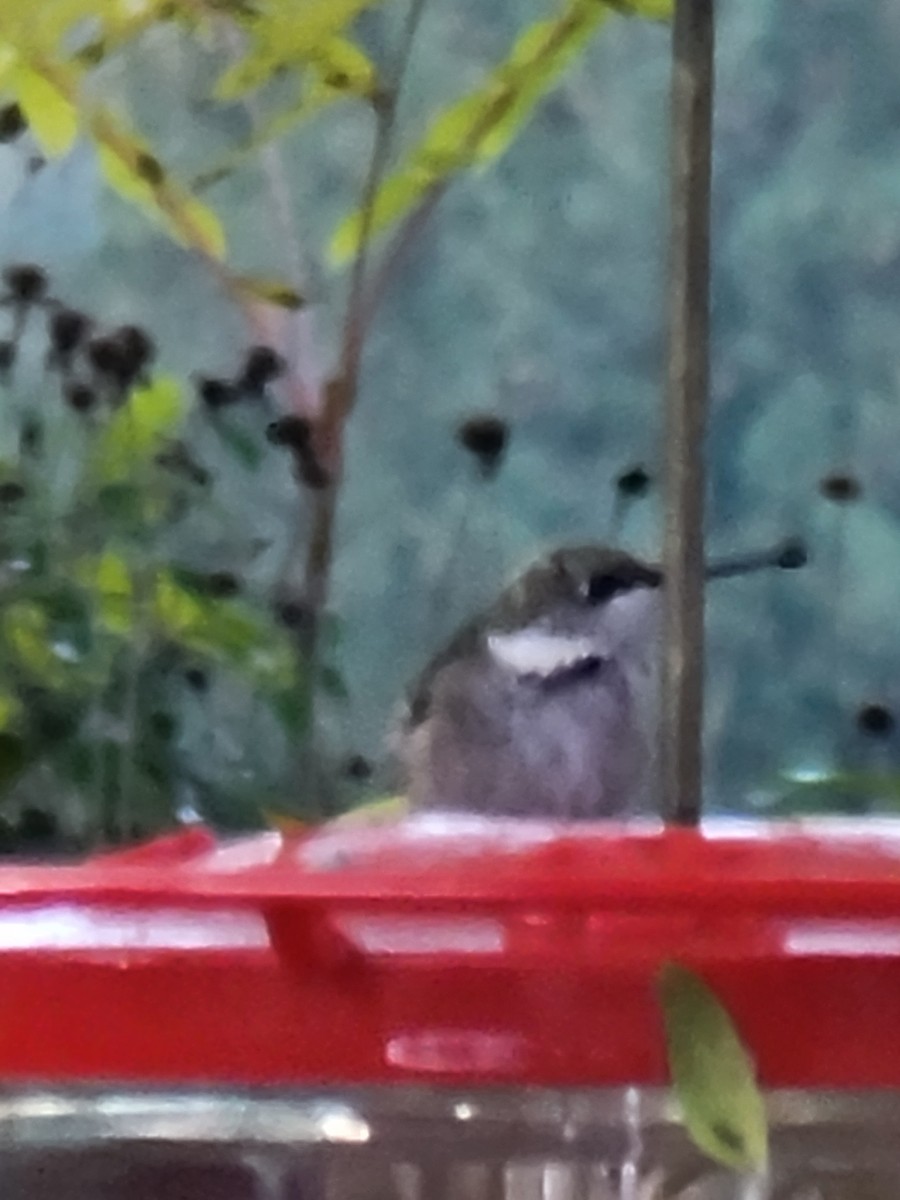 eBird Checklist - 20 Oct 2023 - home - 24 species