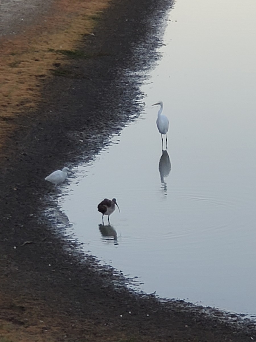 eBird Checklist - 20 Oct 2023 - 3 Avalon Drive - 5 species