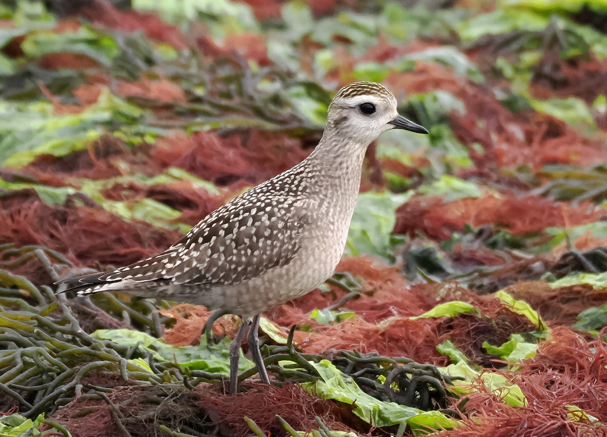 eBird Checklist - 20 Oct 2023 - Sandy Point - 13 species (+1 other taxa)