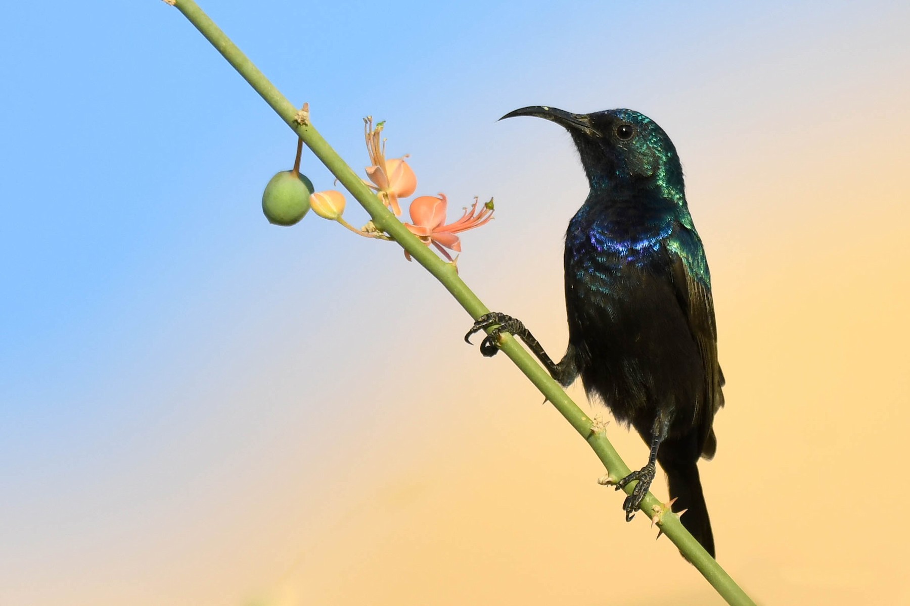 Palestine Sunbird (Palestine) - eBird