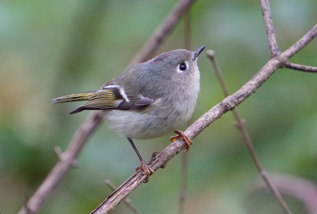 eBird Checklist - 20 Oct 2023 - Snake Den Farm - 41 species (+1 other taxa)