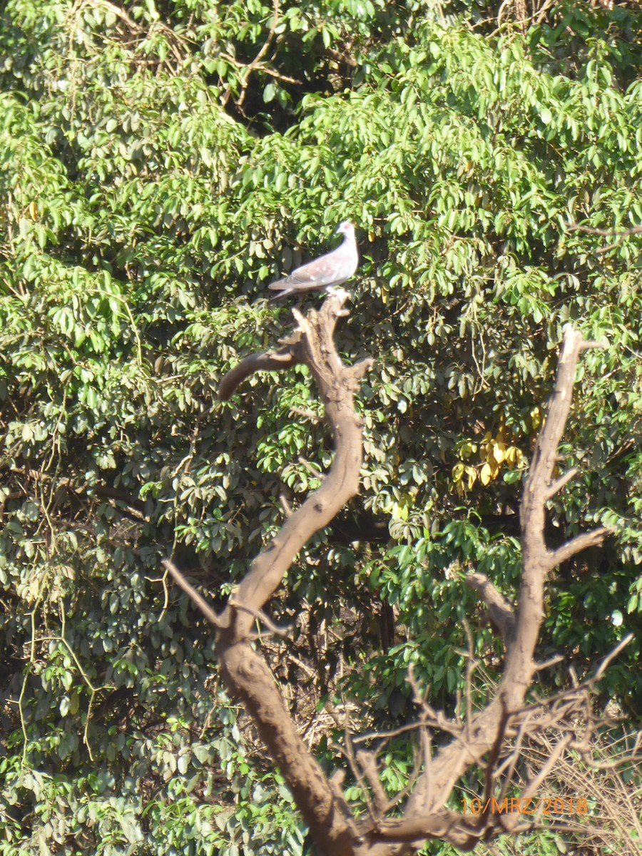 eBird Checklist - 10 Mar 2018 - bei den Nilfällen von Bahir Dar - 12 ...