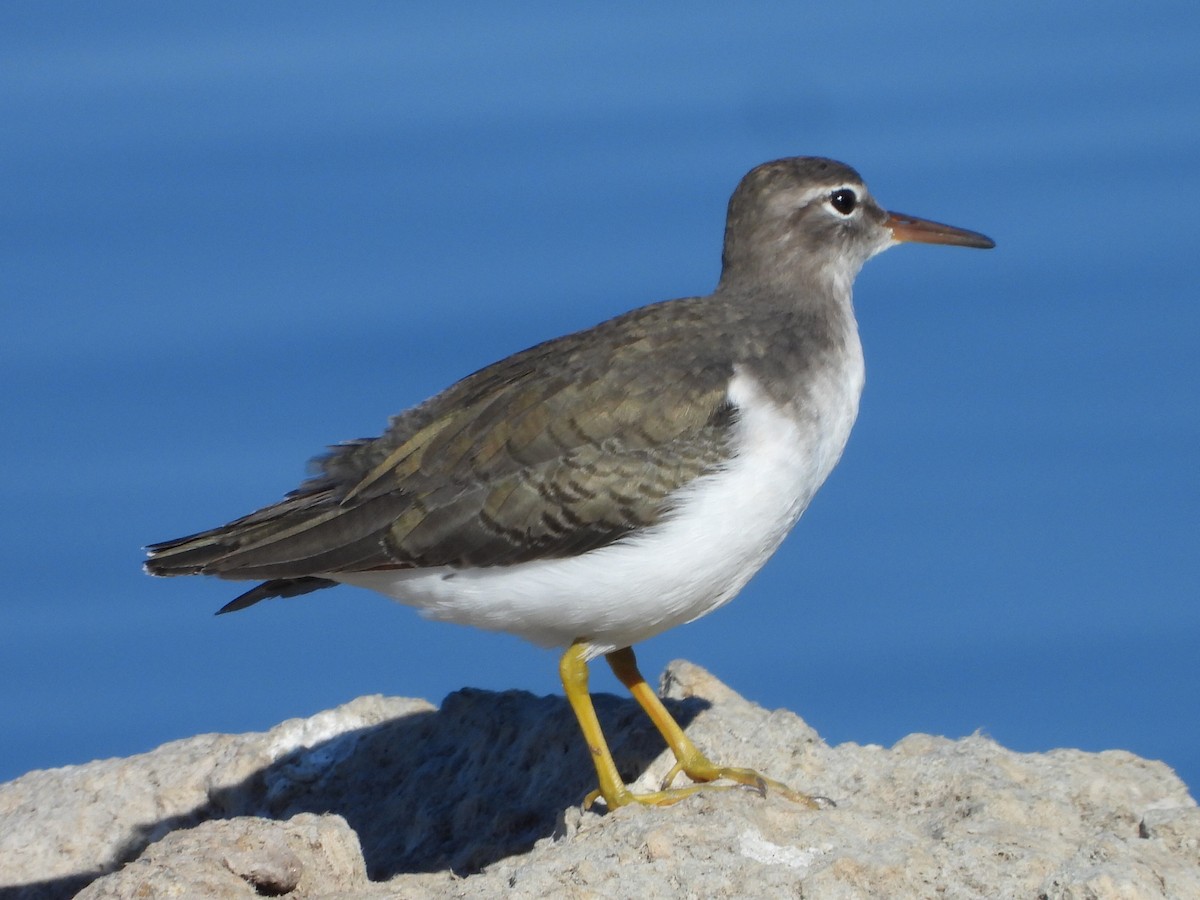 eBird Checklist - 20 Oct 2023 - Frank G. Bonelli RP/Puddingstone ...