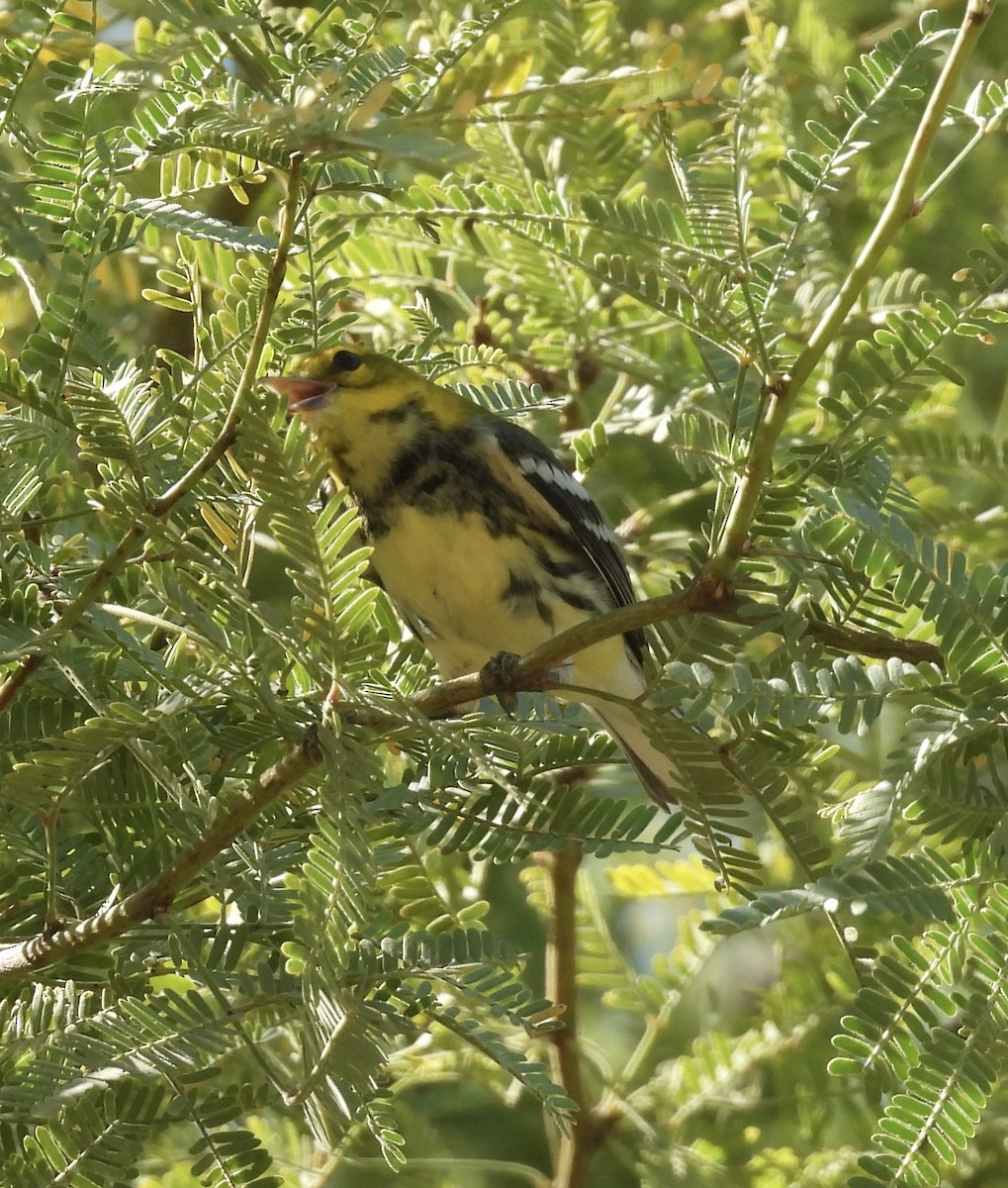 eBird Checklist - 20 Oct 2023 - Veterans Oasis Park - 13 species