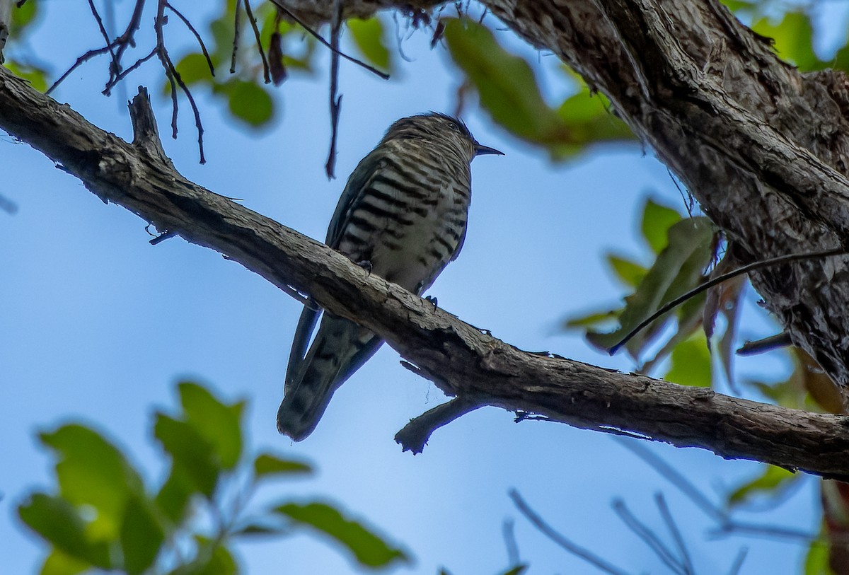 eBird Checklist - 20 Oct 2023 - Jabiru Park/Fearnley hide (Lake ...