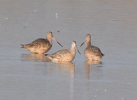 eBird Checklist - 20 Oct 2023 - Woodland/Davis WTP - 69 species (+1 ...