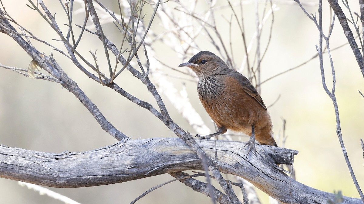 eBird Australia Checklist - 14 Oct 2023 - Lake Gilles Conservation Park ...