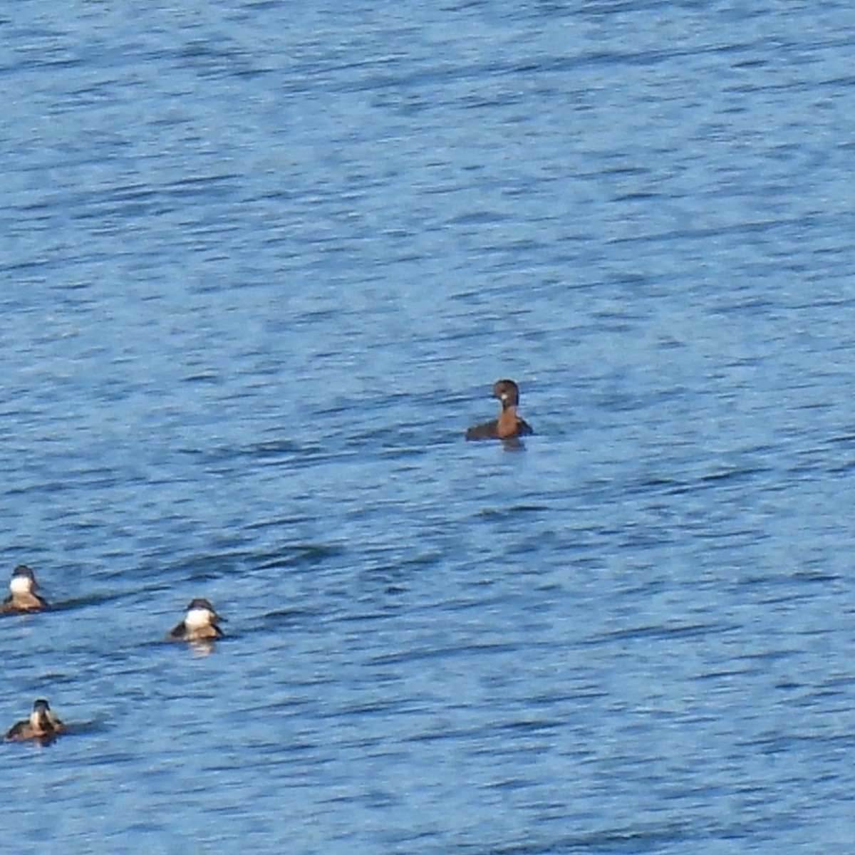 eBird Checklist - 20 Oct 2023 - Henry Hagg Lake - South Shore - 10 ...