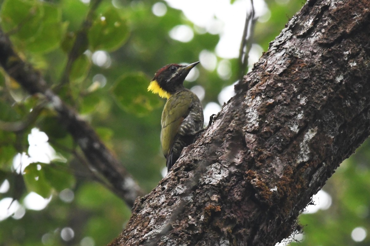 eBird Checklist - 10 Oct 2023 - Jalan High Pines, Bukit Fraser MY ...